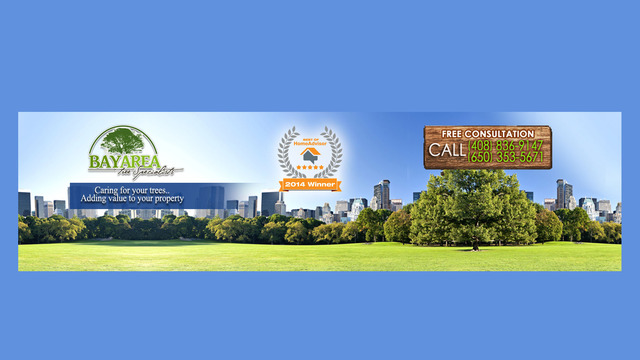 Commercial Tree Service In Palo Alto For Dealing With The Stump ...