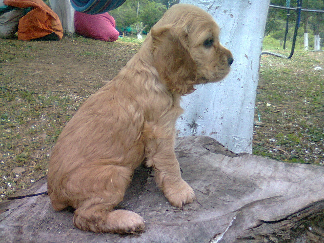 COCKER - Hotel Canino,Escuela de adiestramiento,Criadero y Accesorios ...