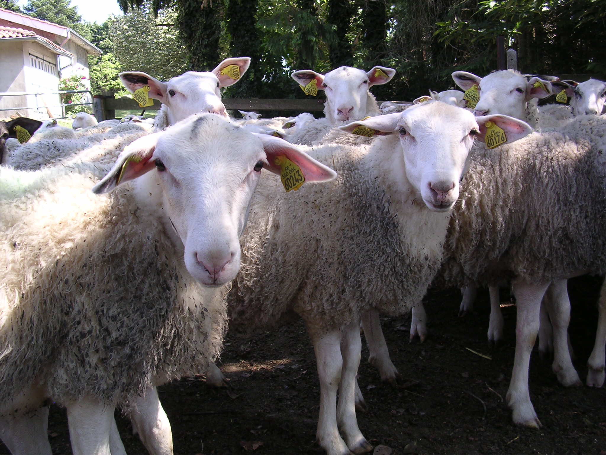 Son histoire - Site Officiel de race ovine La Romane - Brebis et Béliers