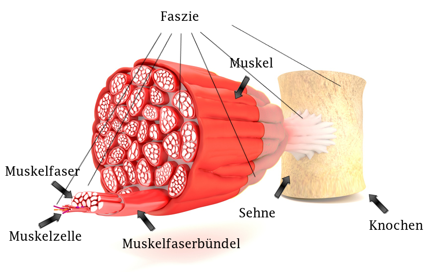 Faszination Faszien - Bewegungscoach Sandra Mennel