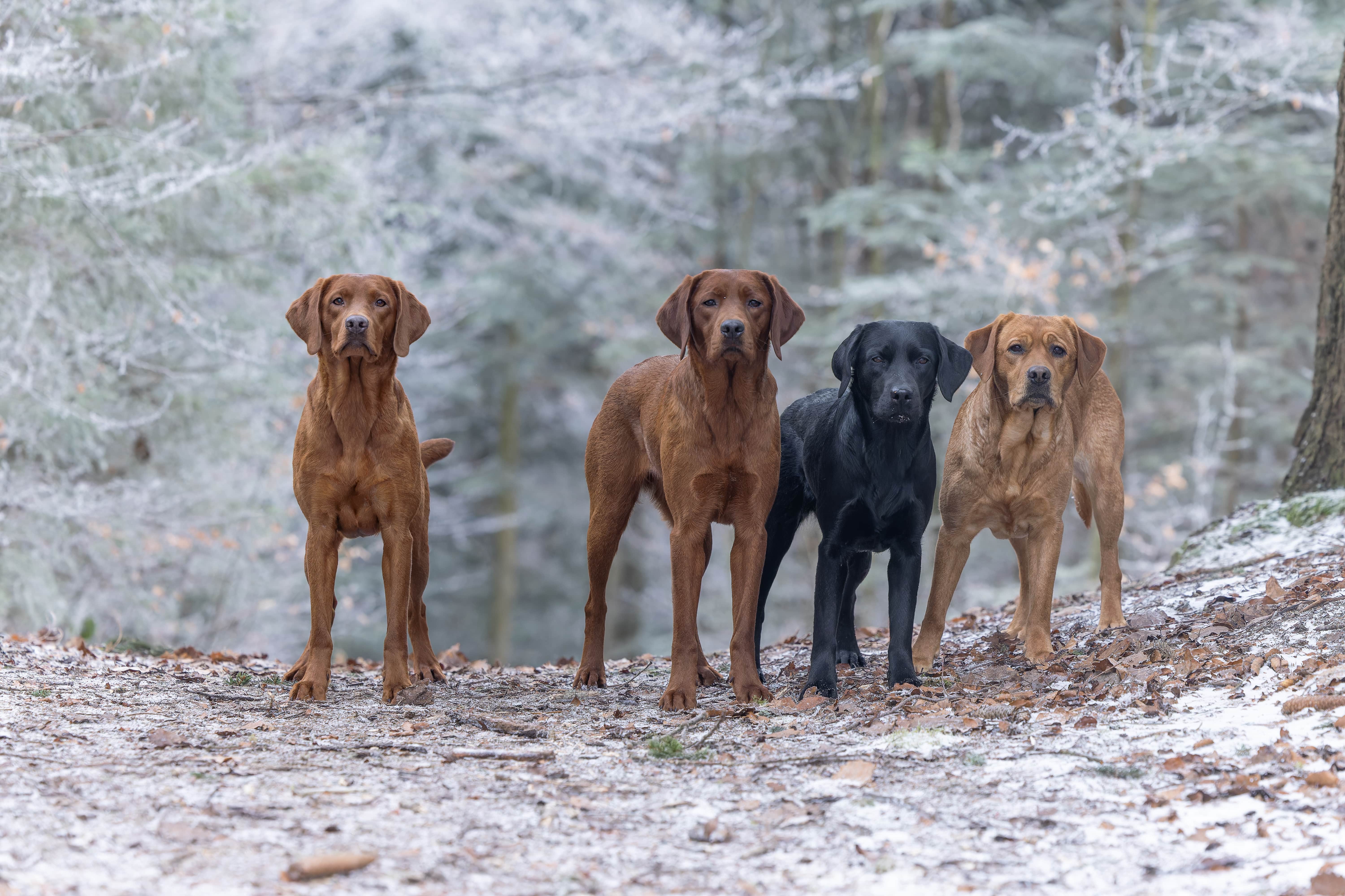 Kontakt - Labrador vom Tor zum Pfälzer Wald