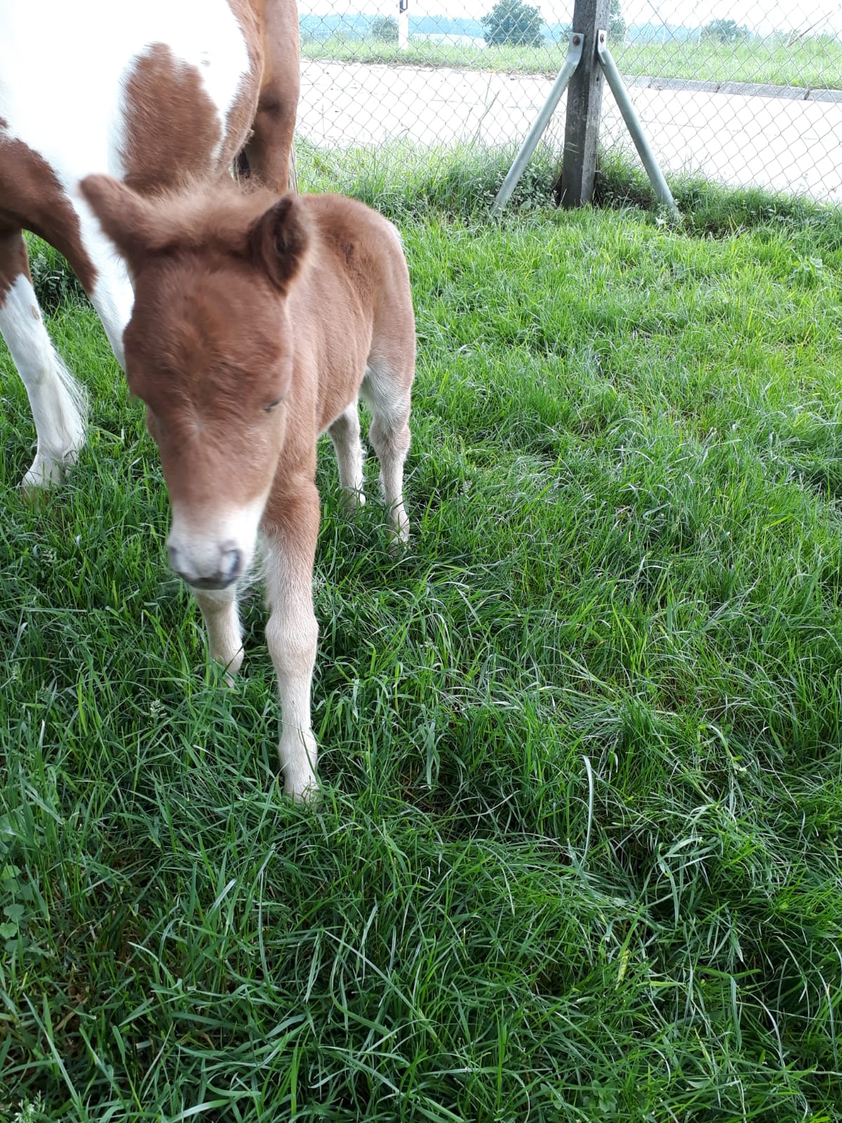 Deckbedingungen Zyaro - esthis-ponyfarms jimdo page!