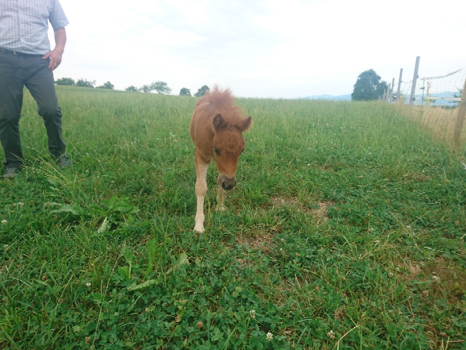 Deckbedingungen Zyaro - esthis-ponyfarms jimdo page!