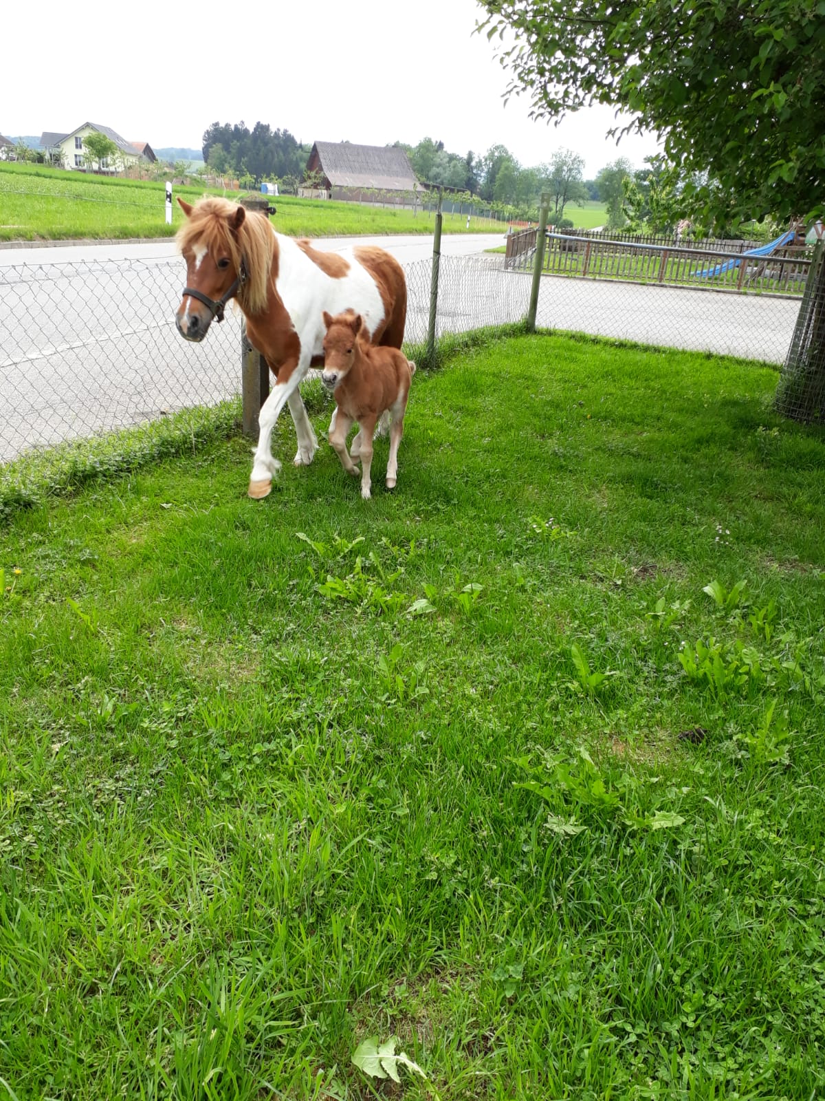 Deckbedingungen Zyaro - esthis-ponyfarms jimdo page!