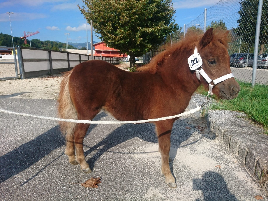 Deckbedingungen Zyaro - esthis-ponyfarms jimdo page!