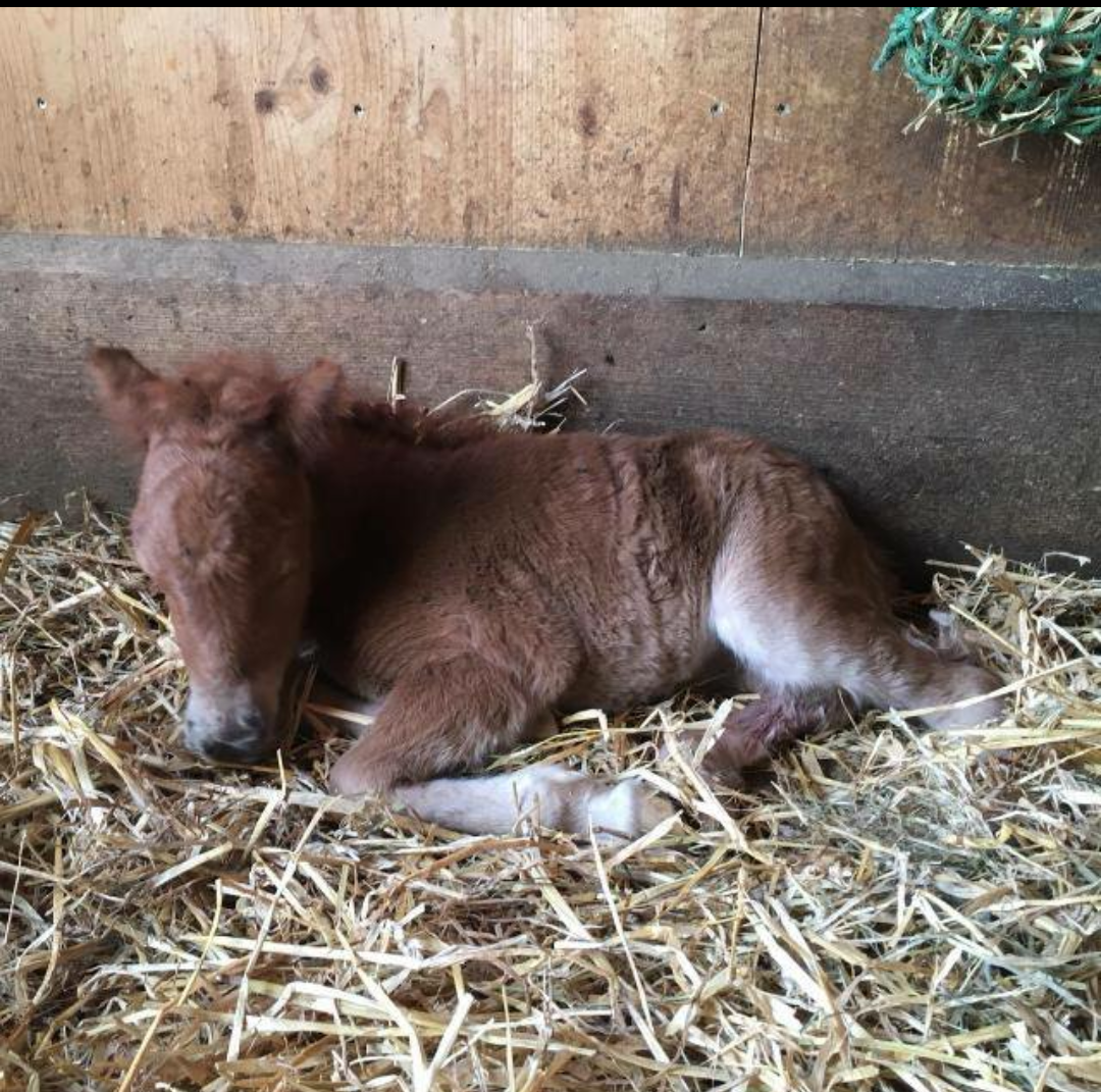 Deckbedingungen Zyaro - esthis-ponyfarms jimdo page!