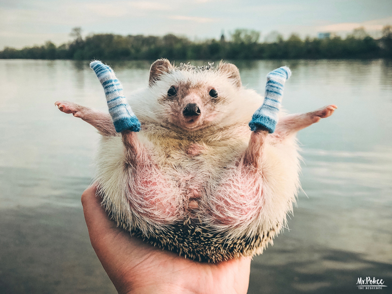 Pecker Animal TOTD: Meet Mr. Pokee, a German hedgehog that wears socks ...
