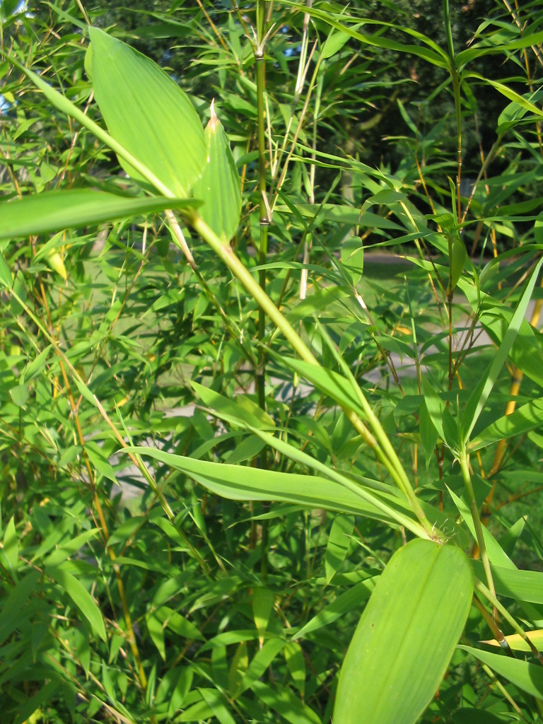 Zoom / gros plan - Site de 2bamboo ! Tout sur les bambous / Bamboo ...