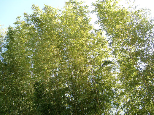 hAIE DE BAMBOUs - Site de 2bamboo ! Tout sur les bambous / Bamboo ...