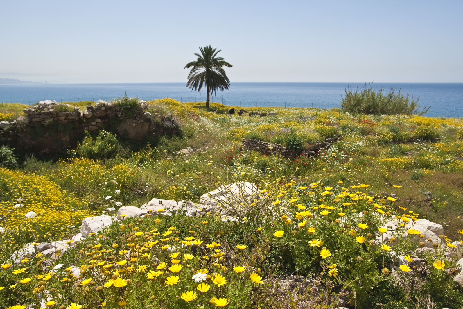 Flora - libanoninfo-des Webseite!