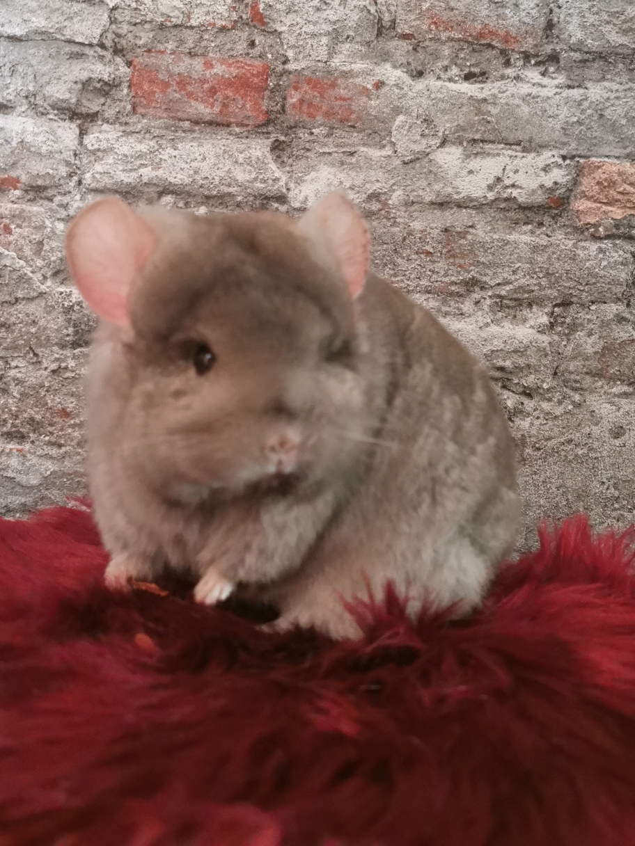 Meine Zuchtgruppen - valhalla-chinchillass Webseite!