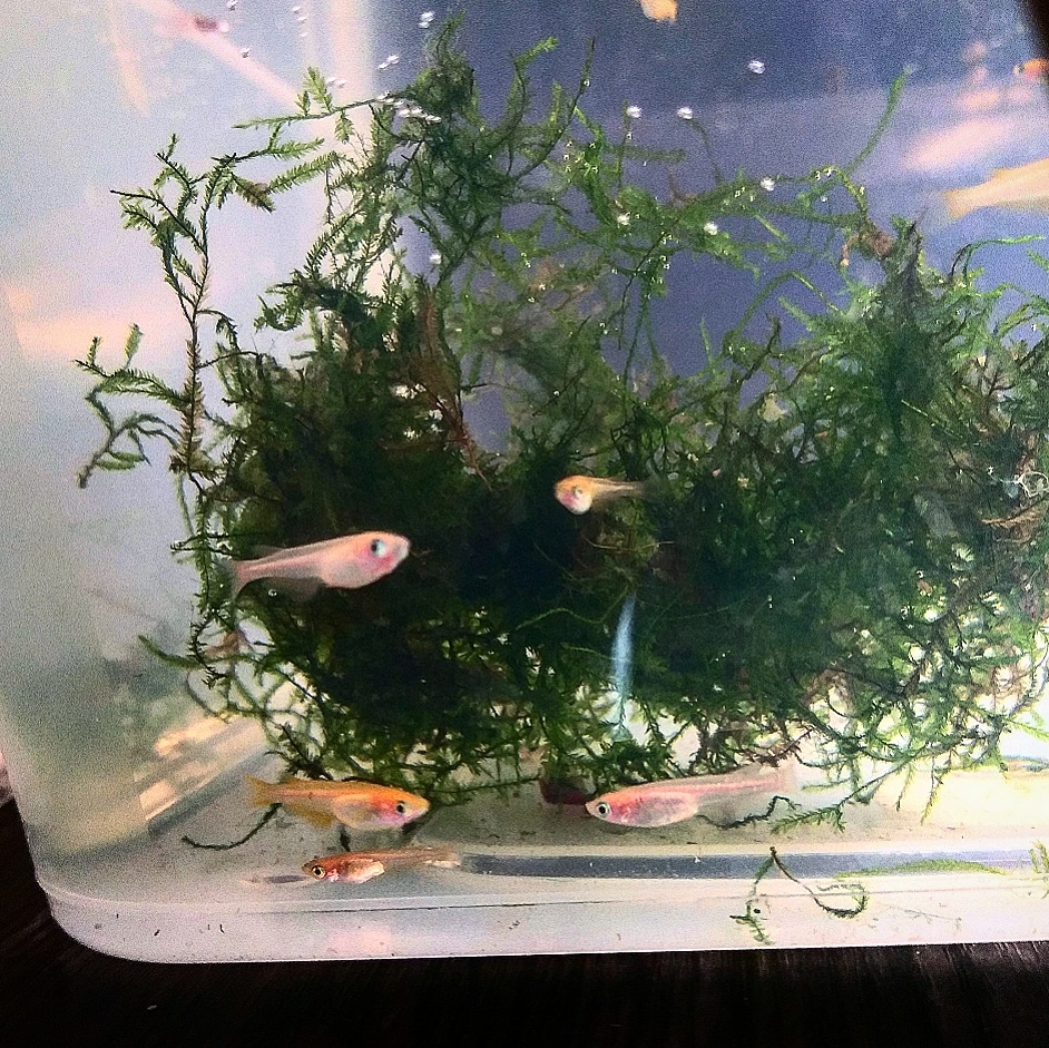 Texte - medakaoutlaws Webseite!