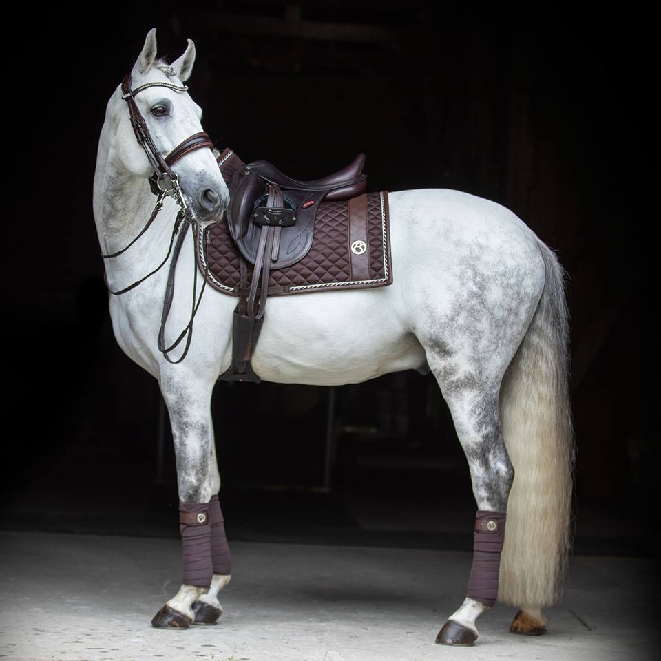 Sellerie Equestrial - Sellerie Equestrial - Passionnément cheval