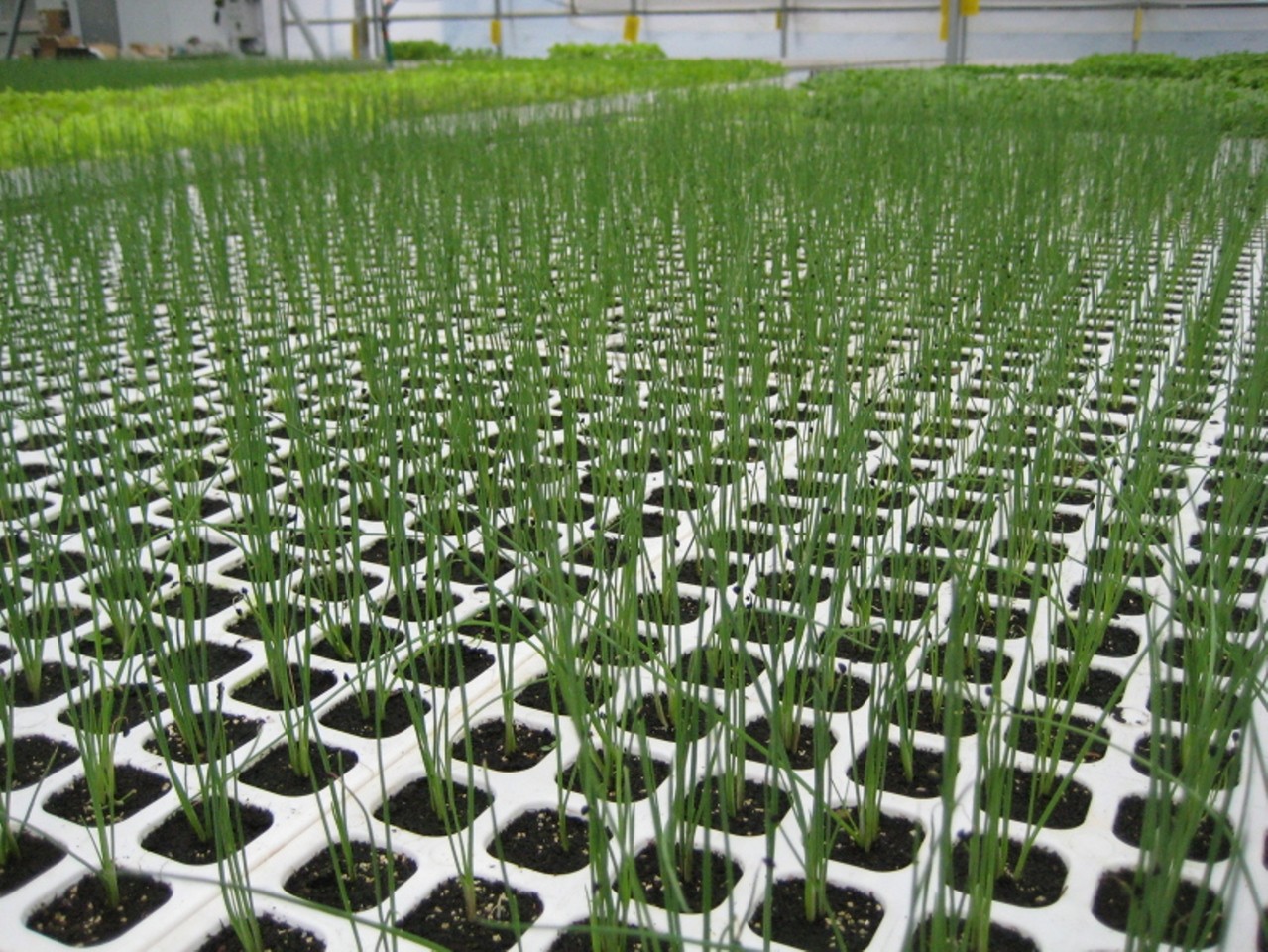 Productos - Plántulas Alfaro: venta de plántulas de lechuga, cebolla ...