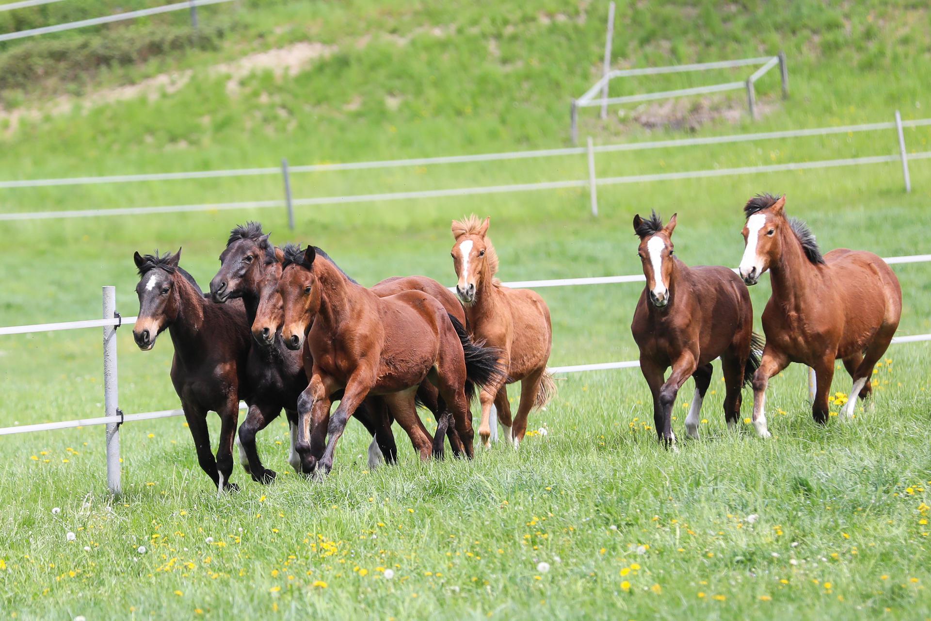 Fohlenweide - groenduhof