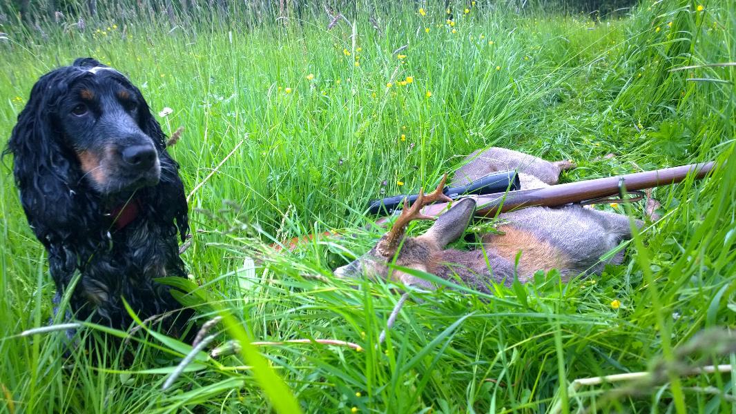 La chasse avec des Chiens Cocker Spaniel - vomschwarzenbock.jimdo.com