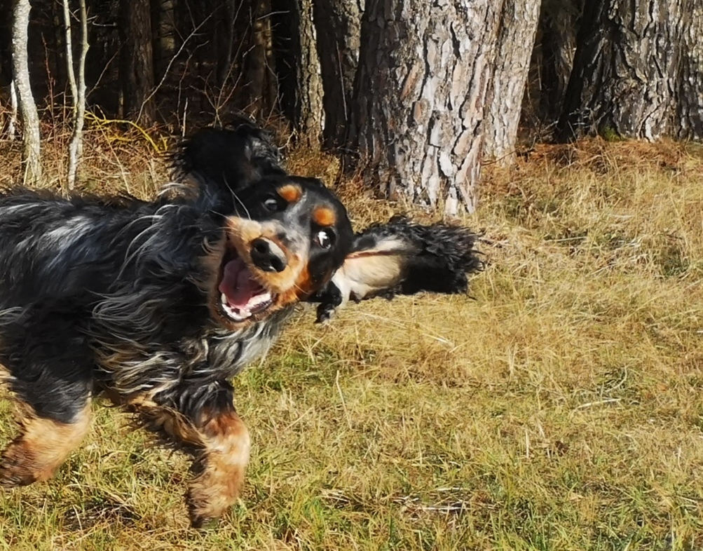 La chasse avec des Chiens Cocker Spaniel - vomschwarzenbock.jimdo.com