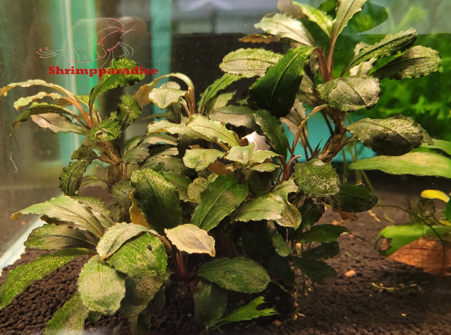 Bucephalandra 'Black leaf'' - Shrimpparadise is de specialist op het ...