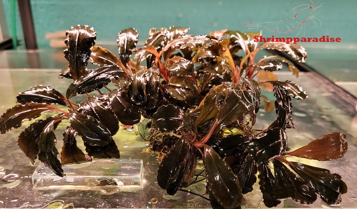 Bucephalandra 'Black leaf'' - Shrimpparadise is de specialist op het ...