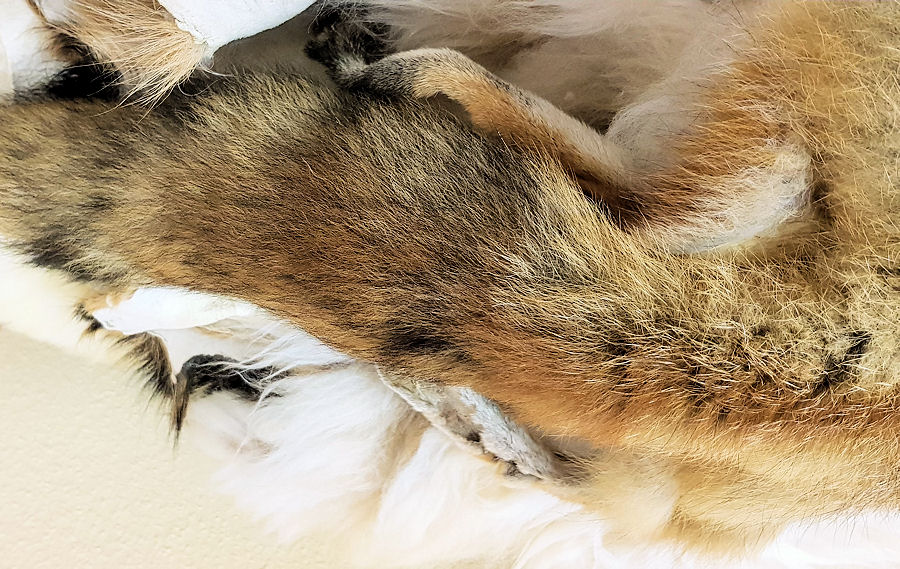 Bei uns können Sie Ihre Felle gerben lassen - Bettinas Fellladen