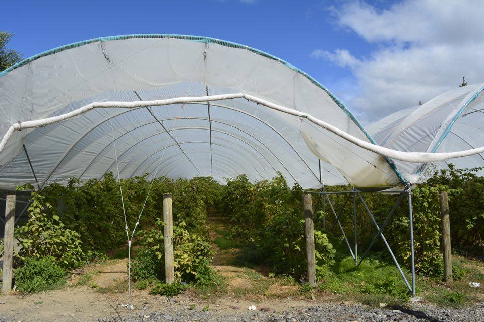 Wee Red Barn Berryfarm – Wie lange halten wir DAS aus?! - im-land-der ...