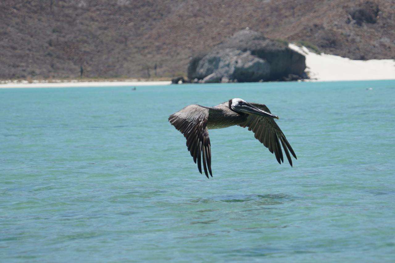 5. Balandra - dani-on-boats Webseite!