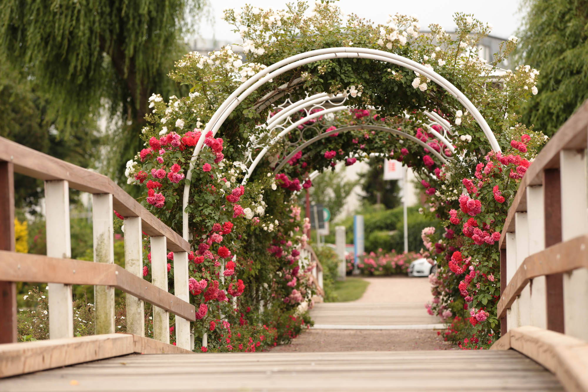 rosarium-uetersen - Webseite von Winfried Rusch