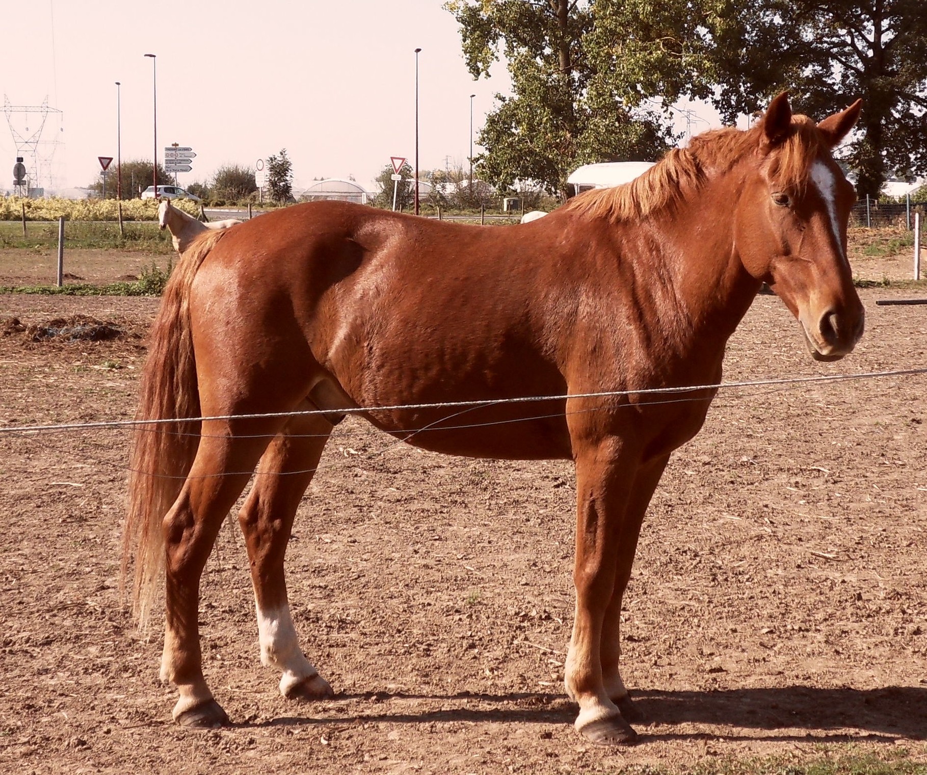 Pyrrus de Thoure - Elevage de Thouare - Vente de poneys de sport et ...