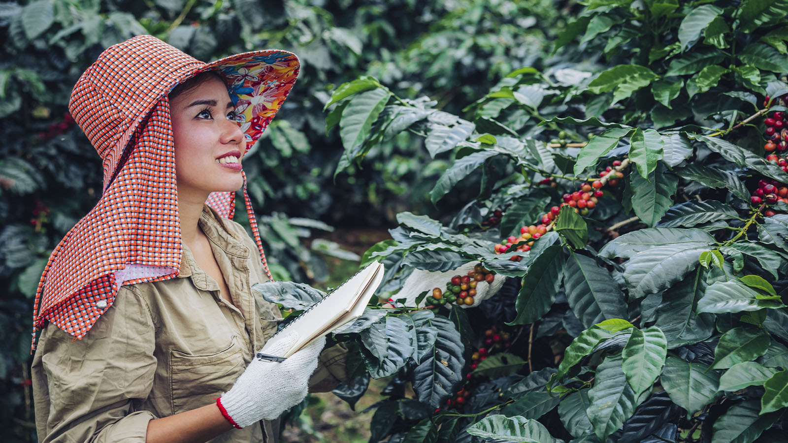 Quienes somos - Coffee Costa Rica Cafe Los Santos Gourmet Tarrazu