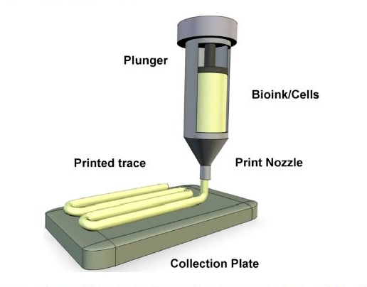 Principe de la Bio-impression 3D et opportunités d'application - TPE ...