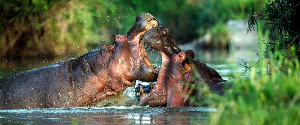 Ippopotamo - Kenya Vacanze