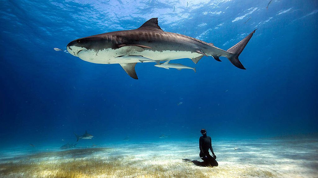 Squali in Kenya - Kenya Vacanze