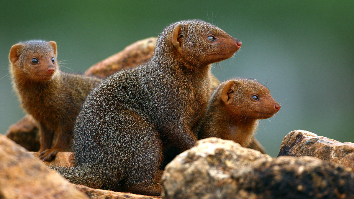 Mangusta - Kenya Vacanze