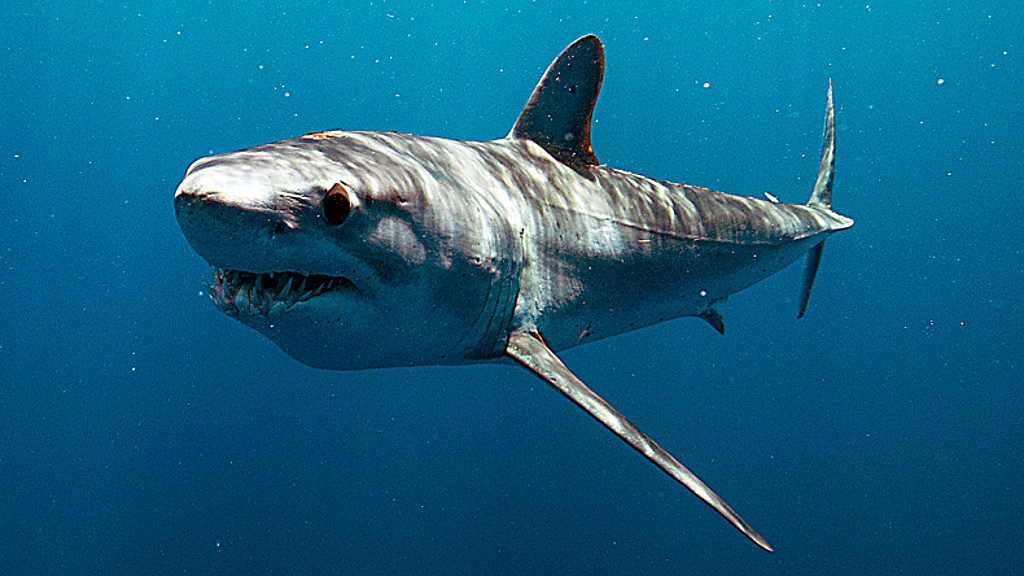 Squali in Kenya - Kenya Vacanze