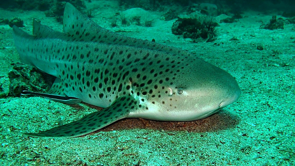 Squali in Kenya - Kenya Vacanze