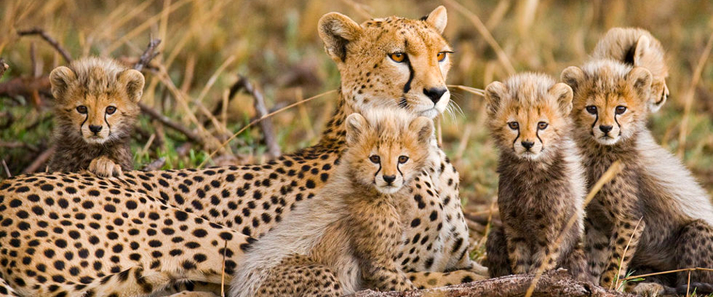 Flora e Fauna del Kenya - Kenya Vacanze