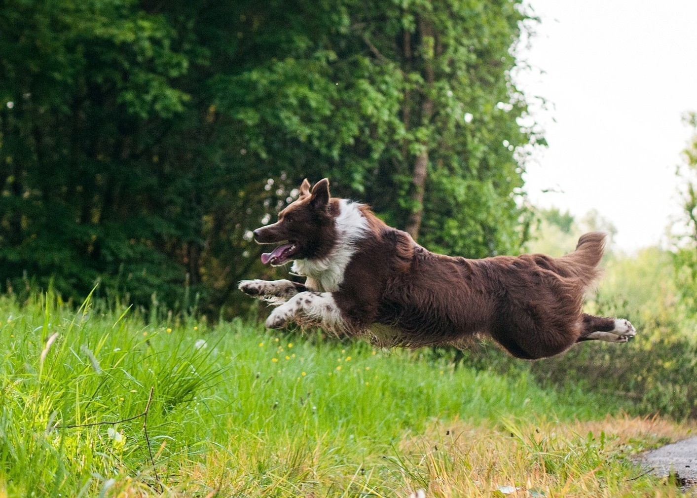 Rettungshunde Graz - Rettungshunde, Liebenau, Hunde retten Leben