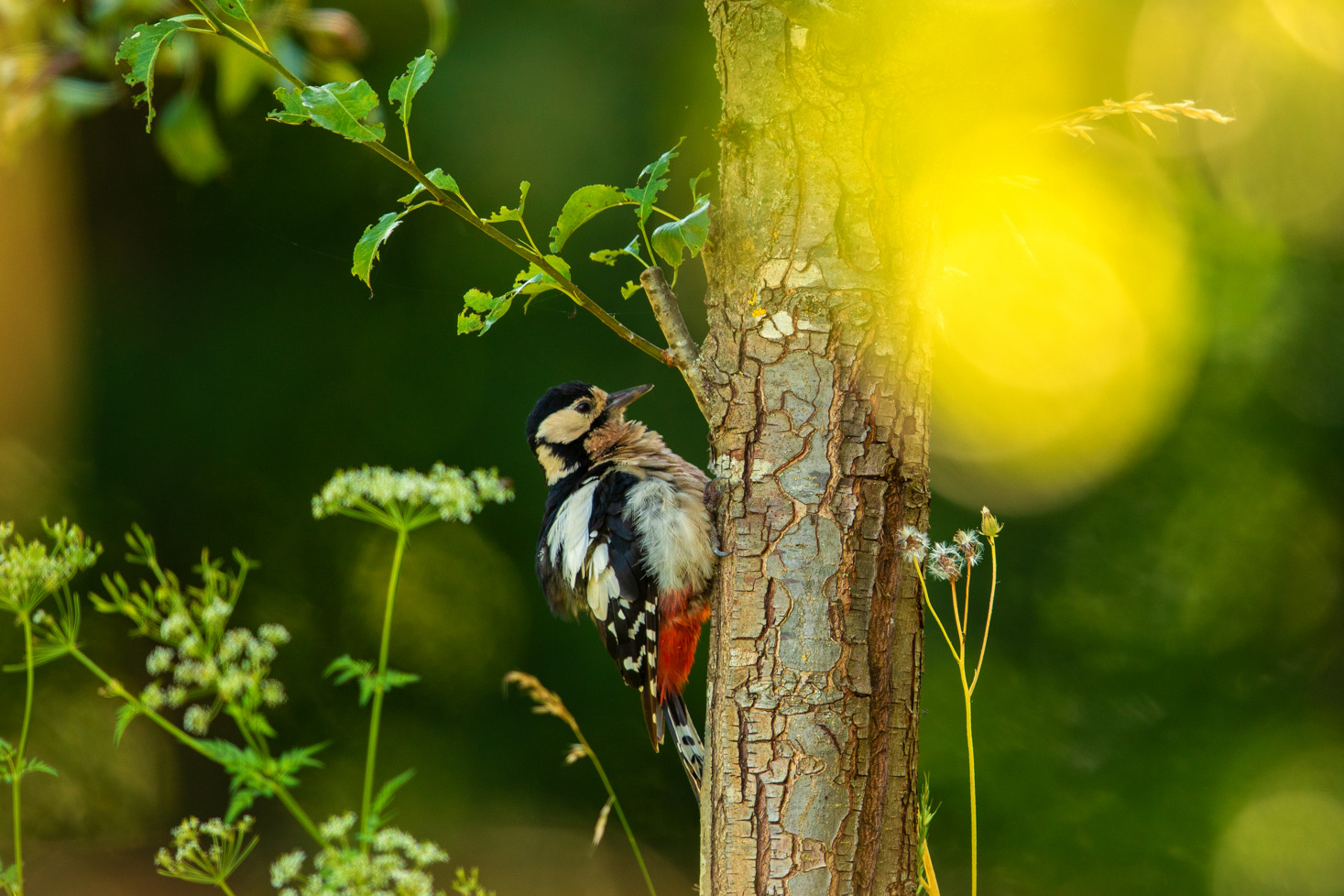 Der Buntspecht (Dendrocopos major) - Spechte - Thomas Herrmann ...