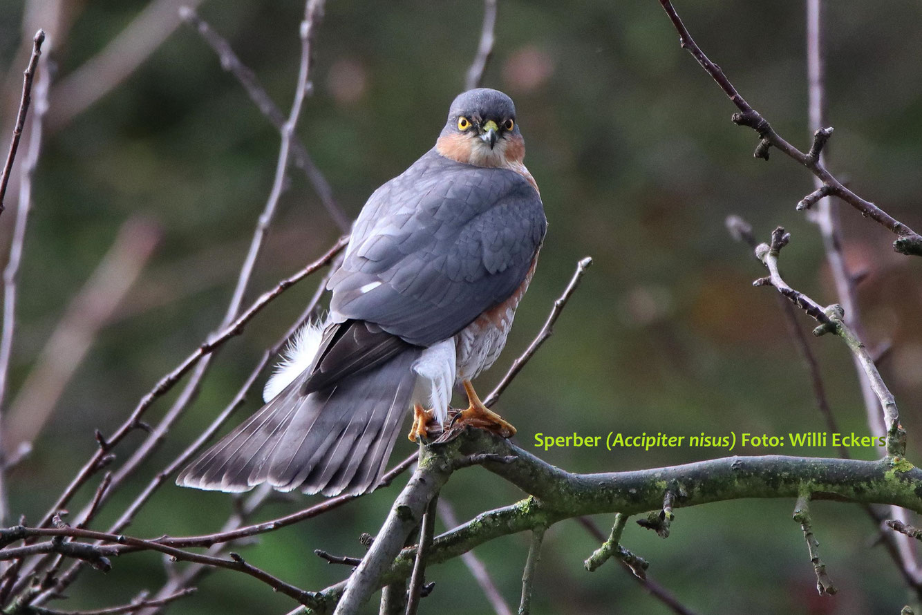 Der Sperber - NABU Mönchengladbach