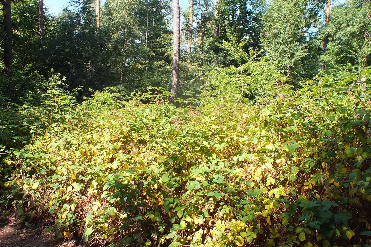 Abenteuer Brombeerhecke - NABU Mönchengladbach