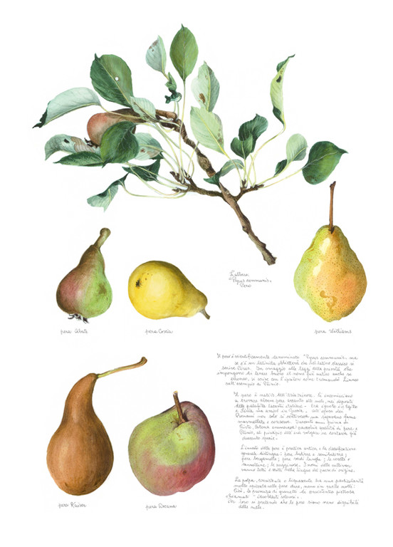 Frutta (Fruits) - Illustrazione botanica - Lisa Tommasi