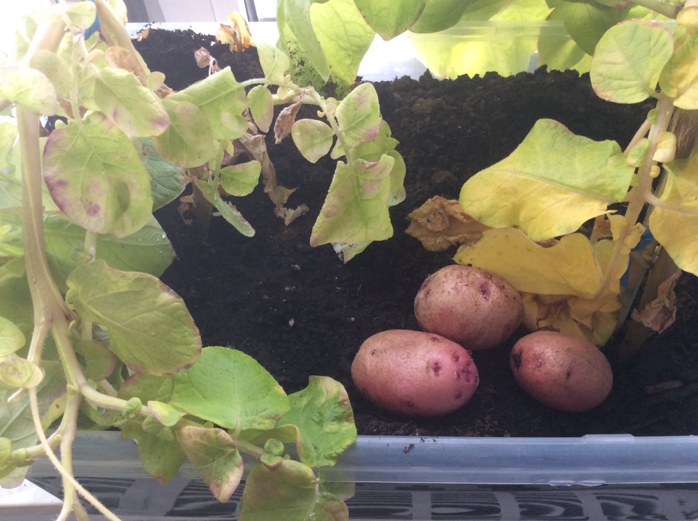 Vision Cup- avril - Site de kindervision