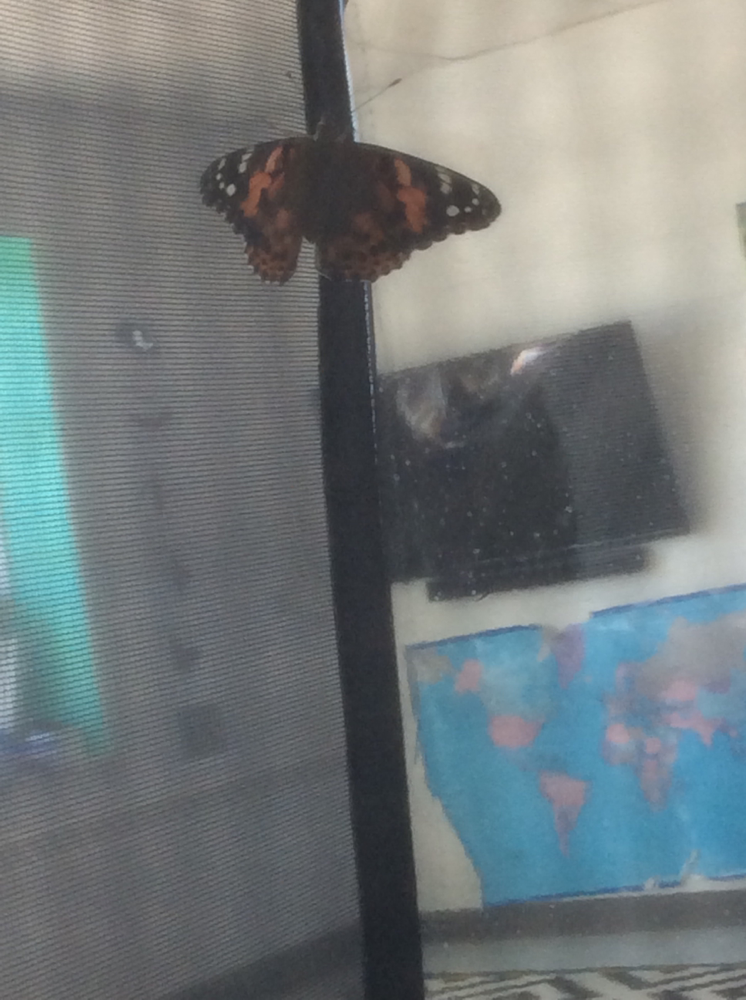 Message de la semaine du 3 juin - Site de kindervision