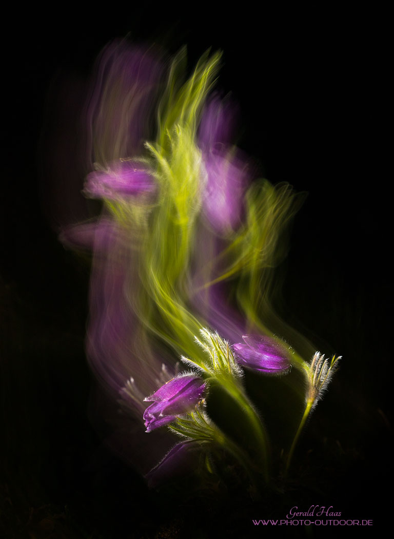 Kreative Makrofotografie - photo-outdoor.de Naturphotographie, Reisen ...