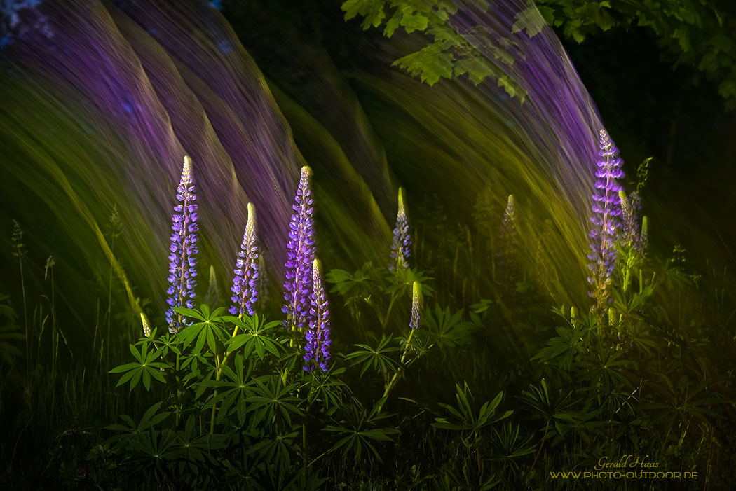 Kreative Makrofotografie - photo-outdoor.de Naturphotographie, Reisen ...