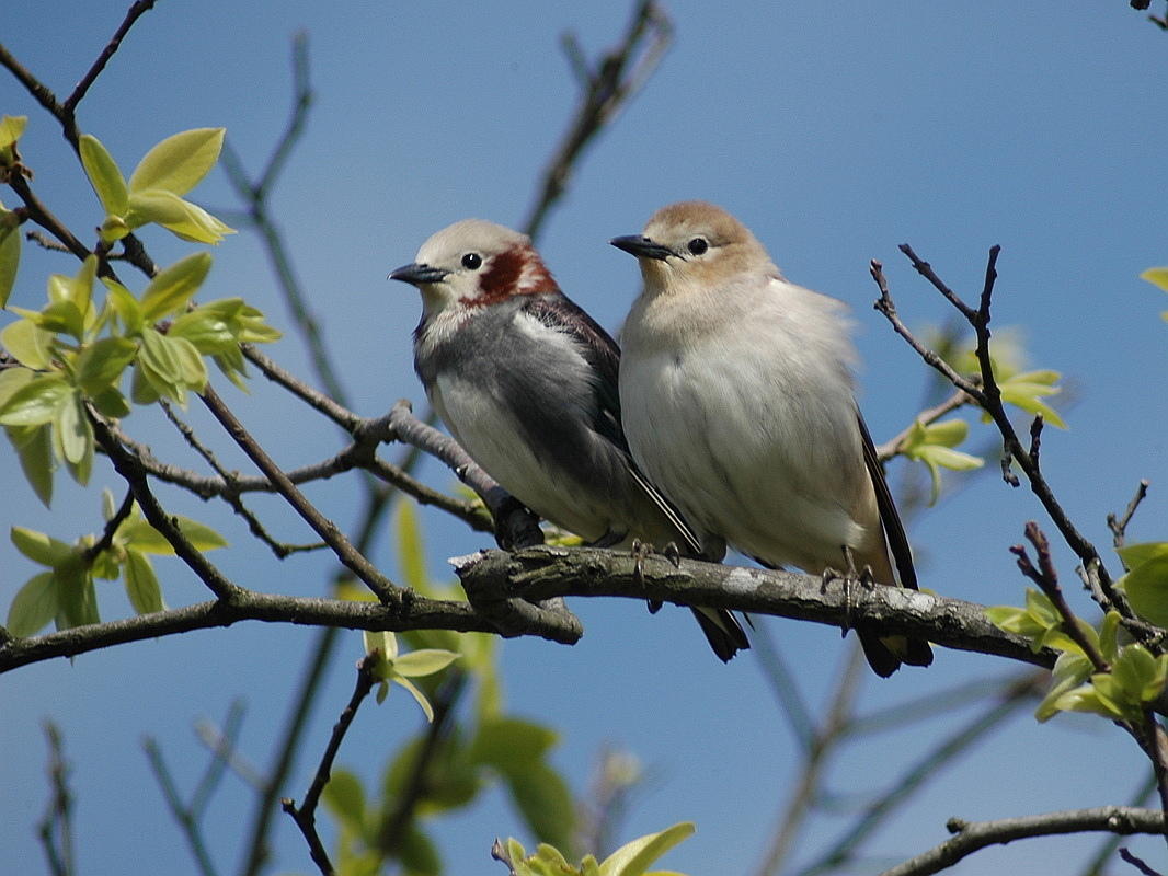コムクドリの生活史を調べる～3～ - agropsar-philippensis ページ！