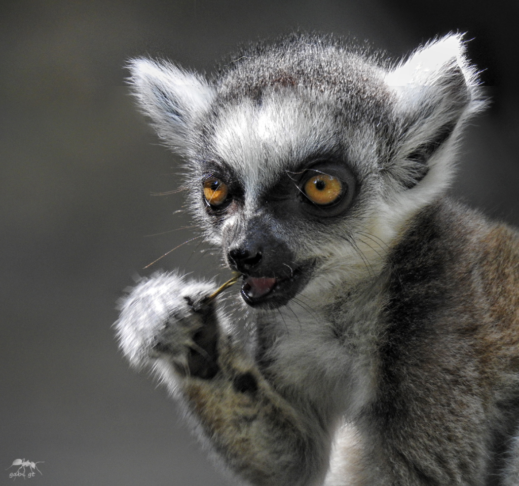 Im Zoo - gabi-gts Webseite!