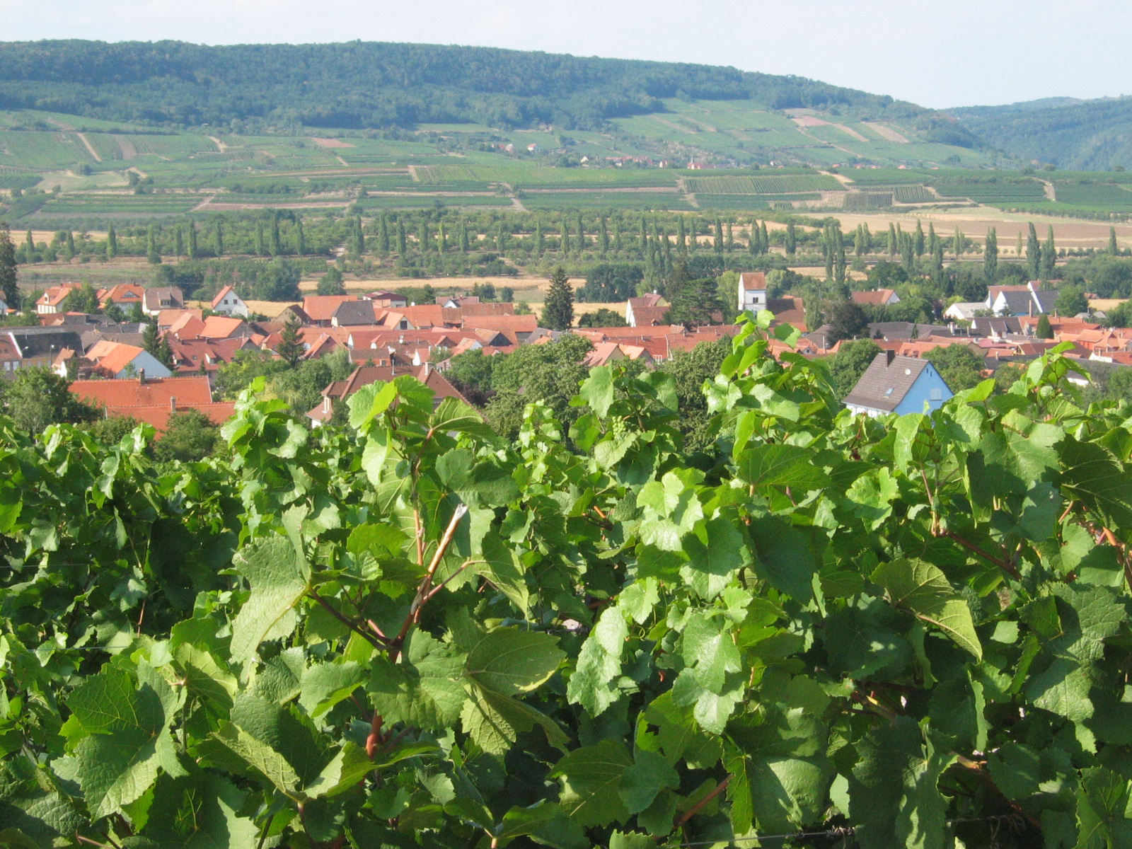 Domaine MOCHEL-LORENTZ Winzer des Elsass in Traenheim - Vin d'Alsace ...