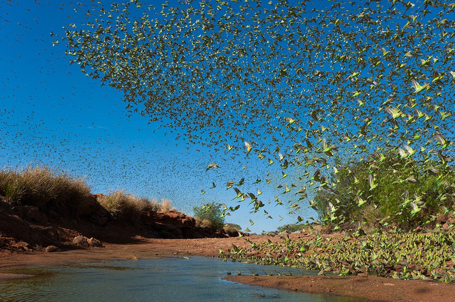 ZUTRAULICHE WELLIS ! - wellensittiche-austrias Webseite!