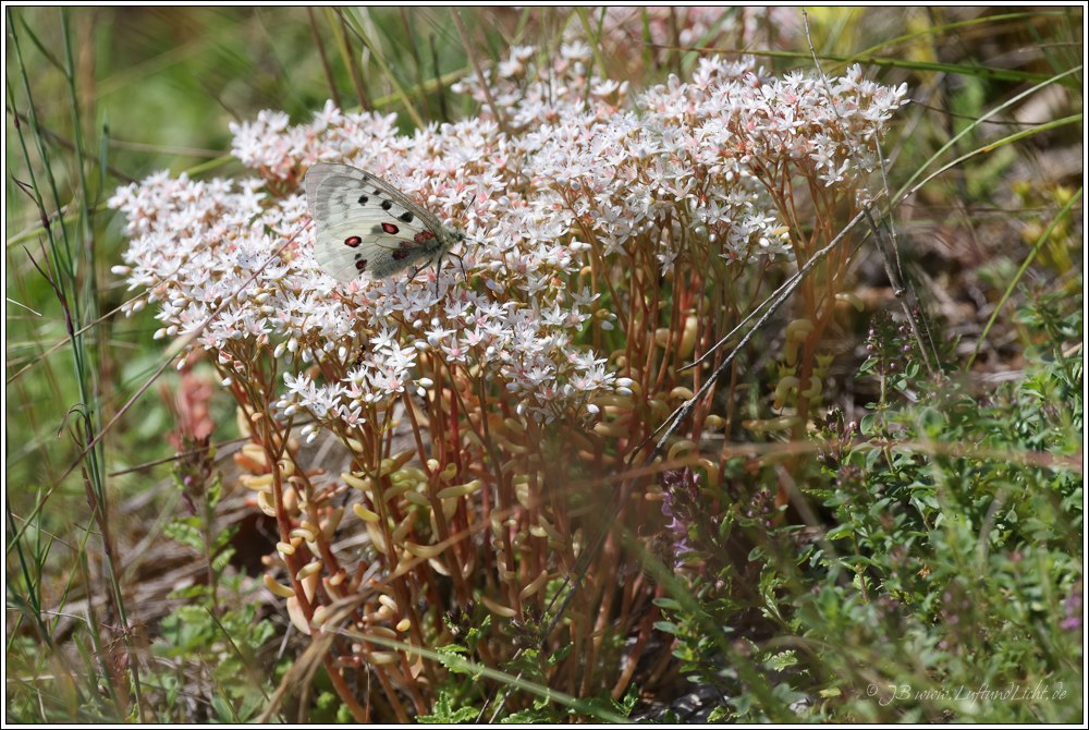 Apollofalter - LuftundLicht Naturfotografie